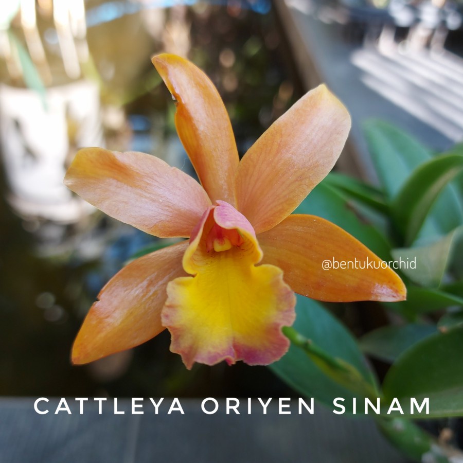Jual Bunga Anggrek Cattleya Oriyen Sinam/Tanaman Anggrek | Shopee Indonesia