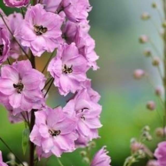 Jual Benih bunga Delphinium dwarf cherry blossom with white bee ...