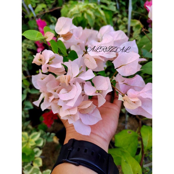 Jual Id Adas Joy | Shopee Indonesia