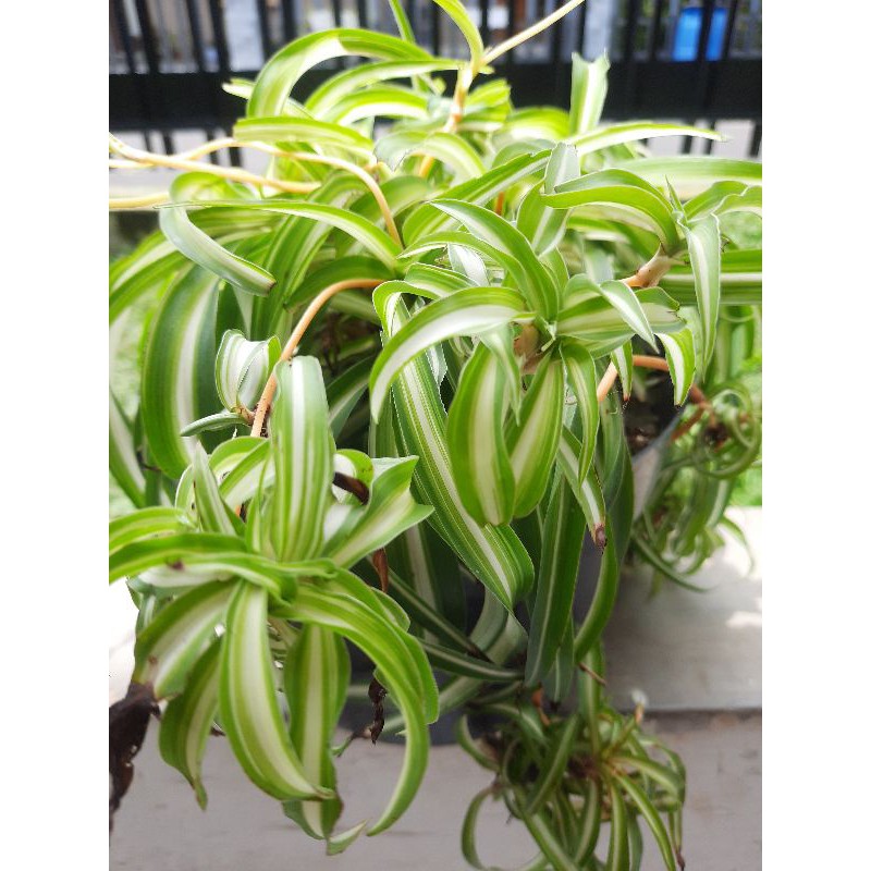 Jual lili paris daun ikal ( spider plant ) | Shopee Indonesia