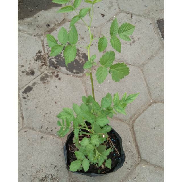 Jual Bibit tanaman buah raspberry atau rasberi lokal | Shopee Indonesia