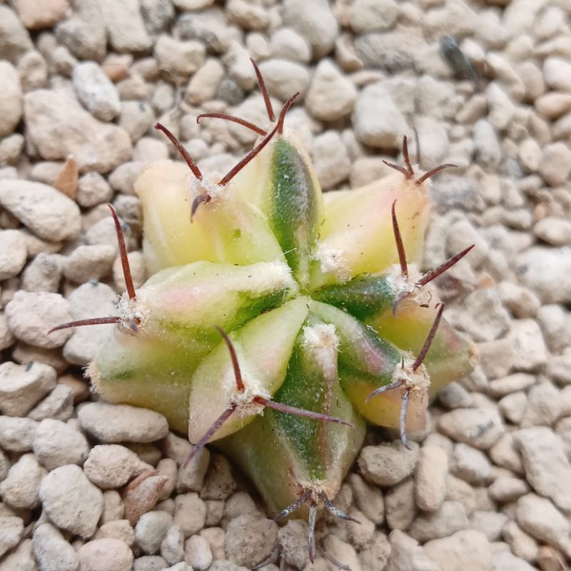 Jual Kaktus Miha Solar | Gymnocalycium Mihanovichii Solar | Variegata ...