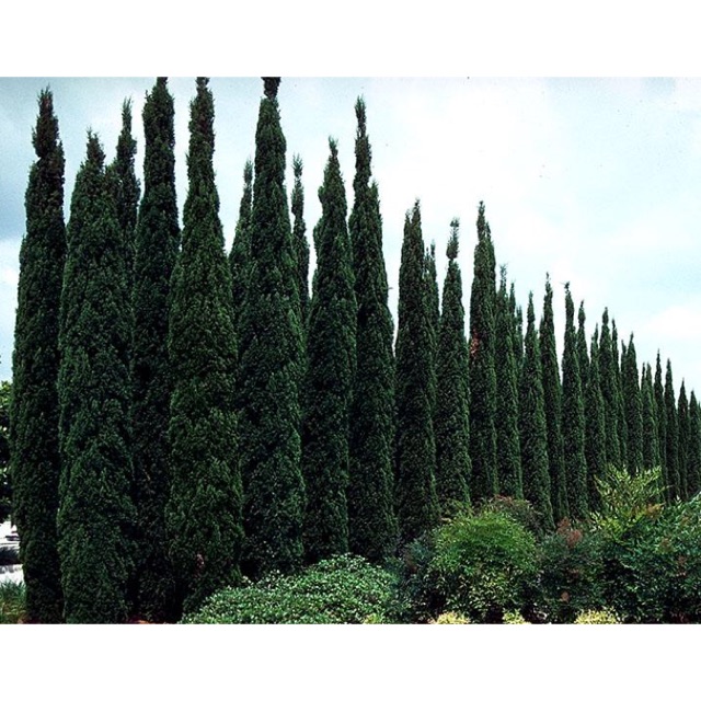 Jual bibit tanaman pohon hias cemara papua | Shopee Indonesia