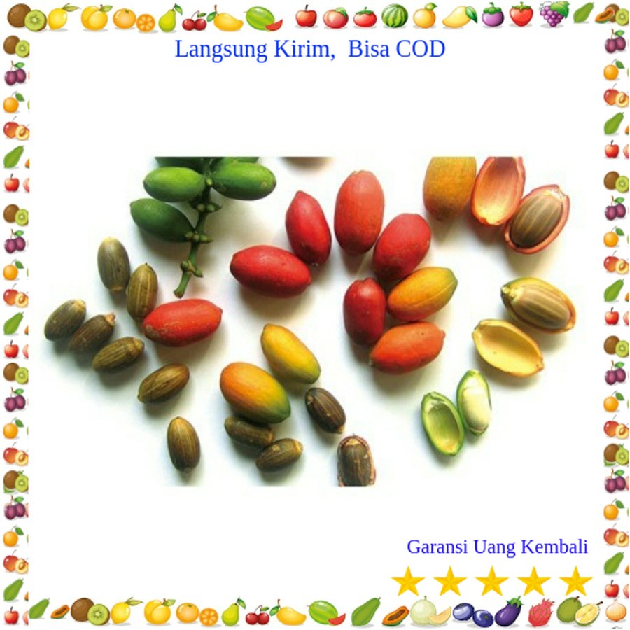 Jual [Yunko] Buah Melinjo 500 gram Belinjo Dengan Isi Fresh Sayur Mayur ...