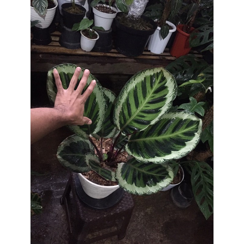 Jual calathea angela size besar | Shopee Indonesia