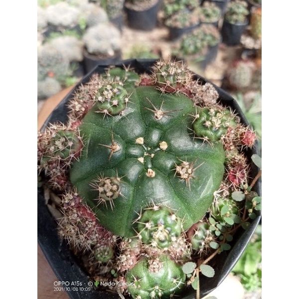 Jual Gymnocalycium Anisitsii Damsi ungu/kaktus tomat/kaktus murah ...