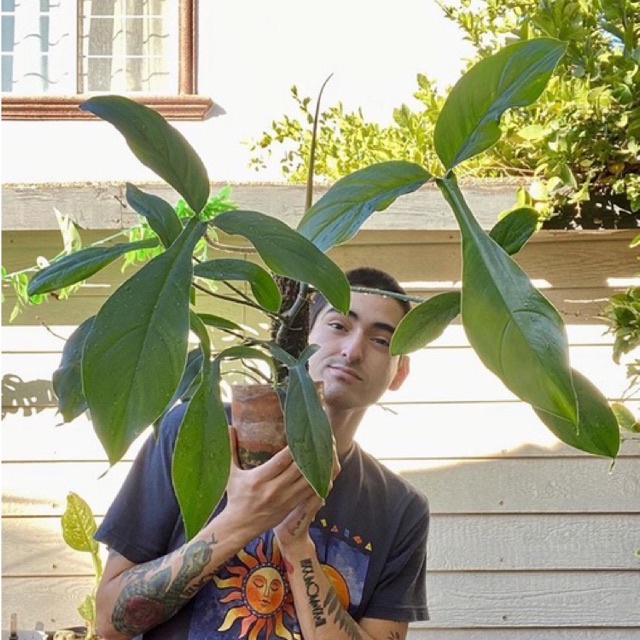 Jual Philodendron 69686 | philo kode | Shopee Indonesia