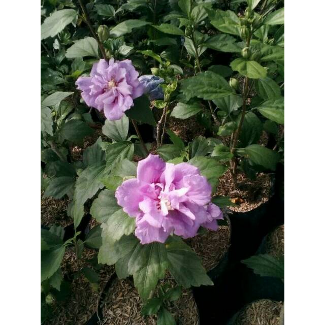 Jual Tanaman bunga sepatu hibiscus ungu tumpuk | Shopee Indonesia