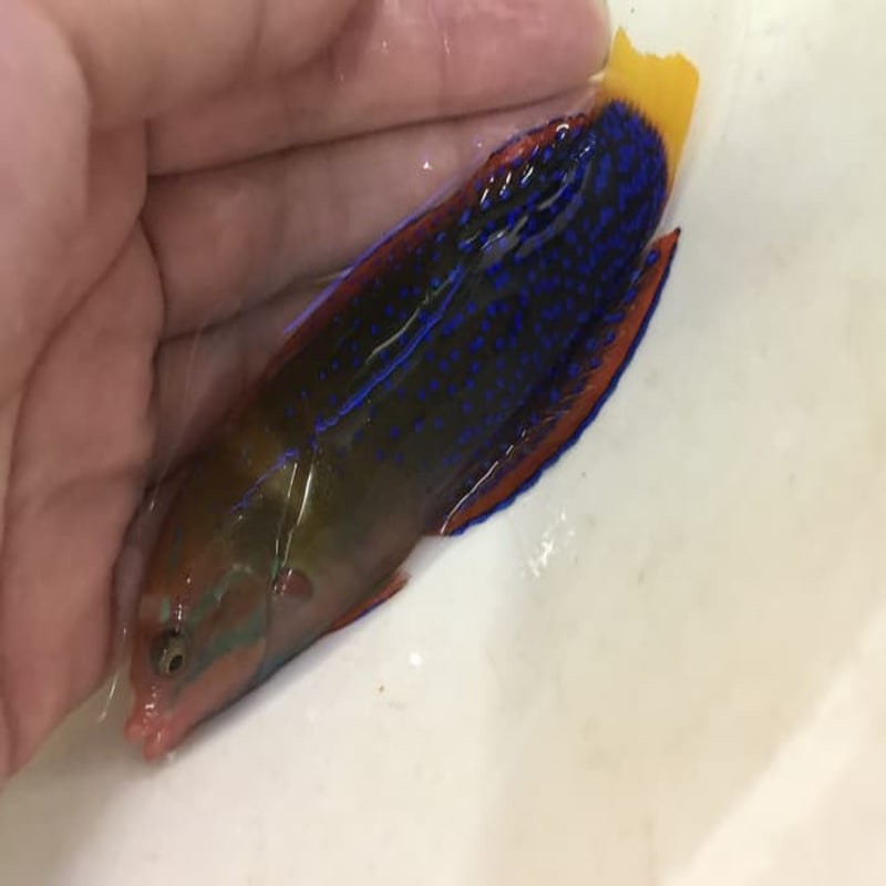 Jual ikan hias laut keling asli | Shopee Indonesia