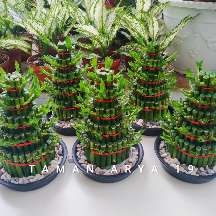 Jual bambu hoki + batu + alas siap pajang | Shopee Indonesia