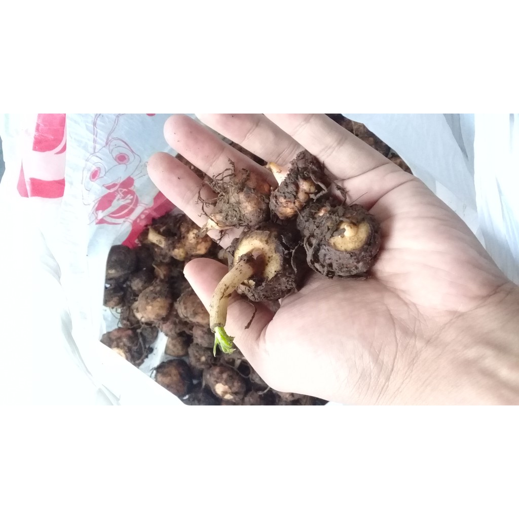 Jual Bibit Porang Umbi Spora, Bibit Porang Umbi Mini Bibit porang super ... Jual Bibit Porang Umbi Spora, Bibit Porang Umbi Mini Bibit porang super ...