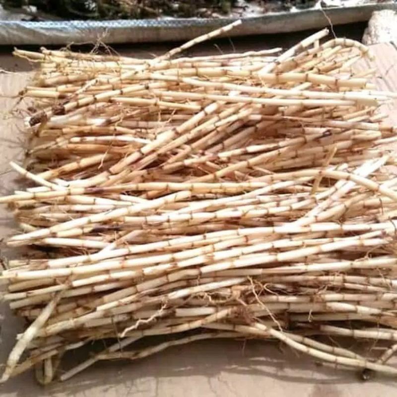 Jual Akar alang alang/akar ilalang/akar eurih/alang lang segar 250gram ...