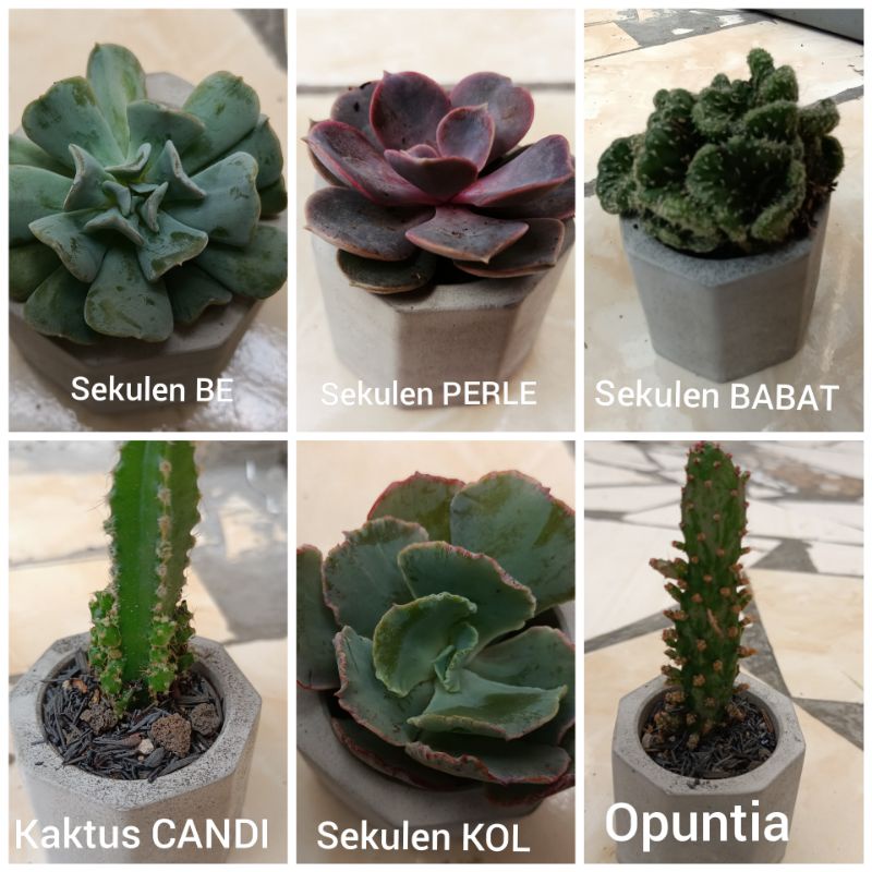 Jual paket kaktus dan sekulen mini plus pot semen bebas pilih | Shopee ...