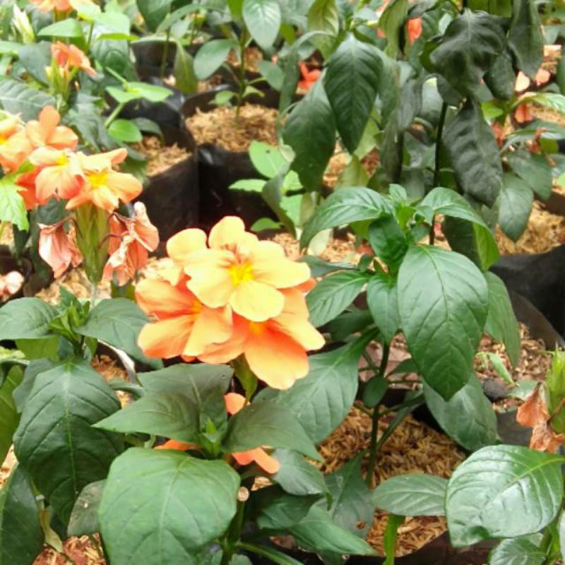 Jual Tanaman Crossandra // Tanaman Rosandra | Shopee Indonesia