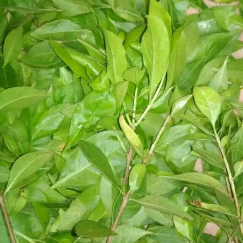 Jual Daun Henna Segar 100 gram - Innai Daun Pacar Kuku alami Hallal ...
