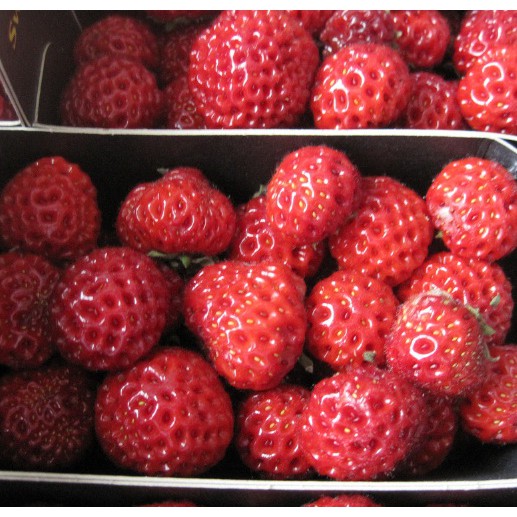 Jual Tanaman Strasberry (Strawberry X Raspberry) | Shopee Indonesia