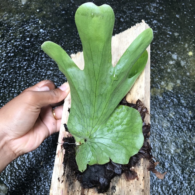 Jual Platycerium wandae papua / simbar papua | Shopee Indonesia