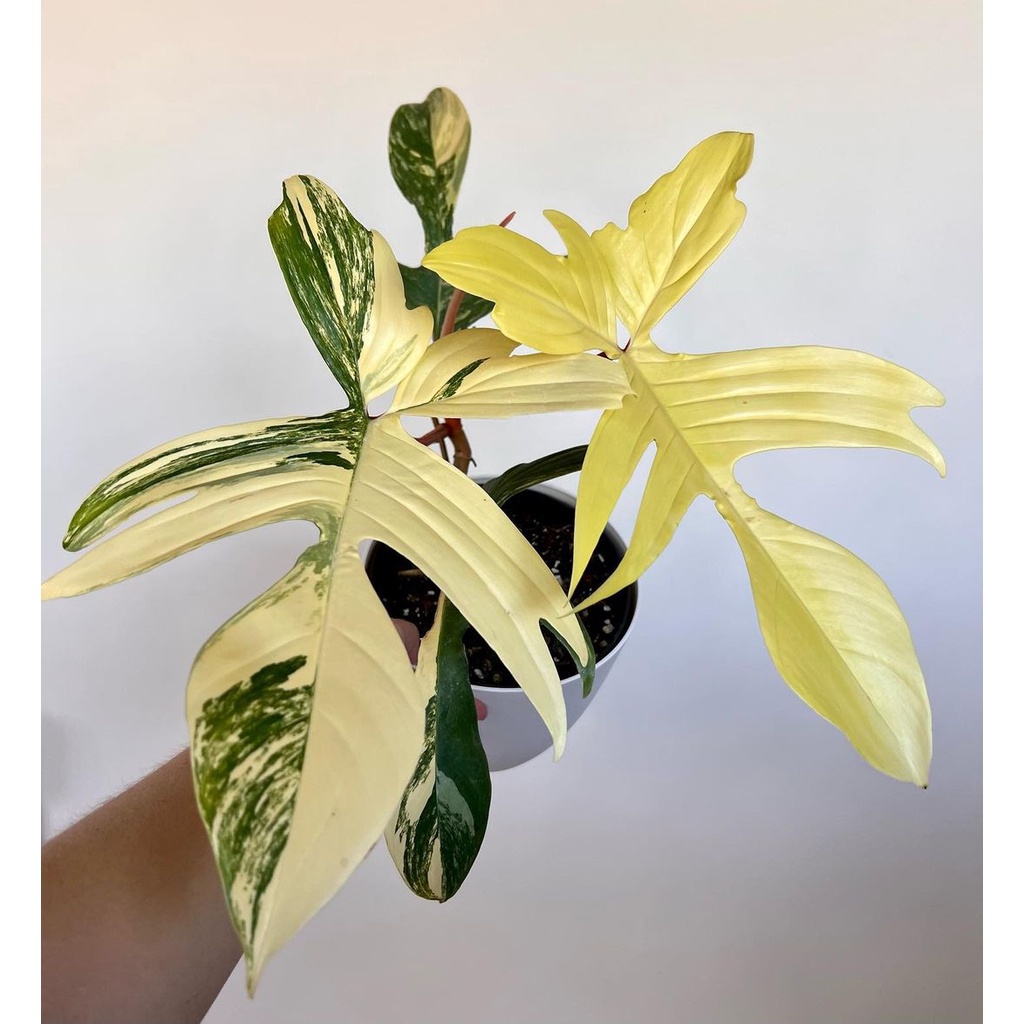 Jual Tanaman Philodendron Florida beauty variegata / flobe varigata ...
