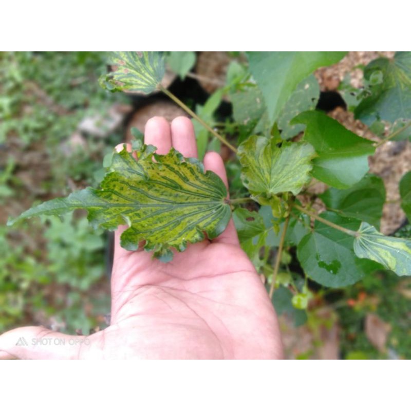 Jual Bahan bonsai waru wayang batik ukuran jempol | Shopee Indonesia