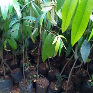 Jual BIBIT POHON KAYU EBONY KAYU HITAM SULAWESI TANAMAN KAYU EBONI ...