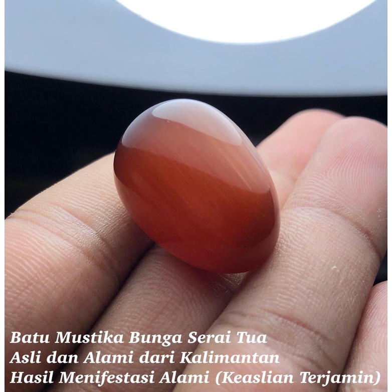 Jual Batu Bunga Serai Asli dari Pohon Serai Langka | Shopee Indonesia