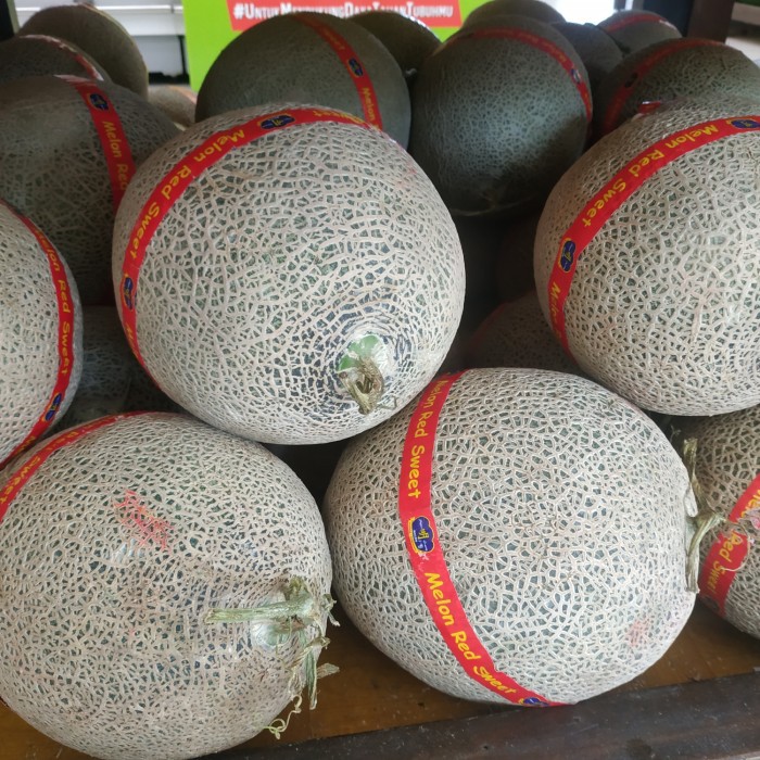 Jual Melon Red Sweet manis garing / pics | Shopee Indonesia