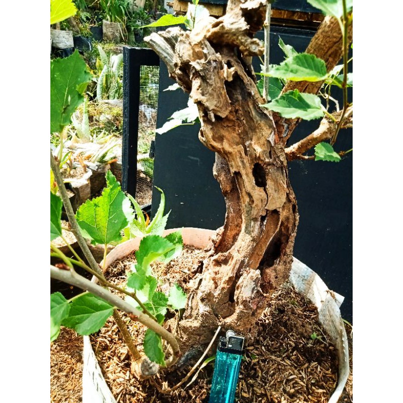 Jual bakalan bonsai murbei/ mulbery (morus alba) | Shopee Indonesia