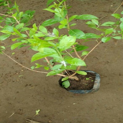 Jual BIBIT TANAMAN PACAR CINA | Shopee Indonesia