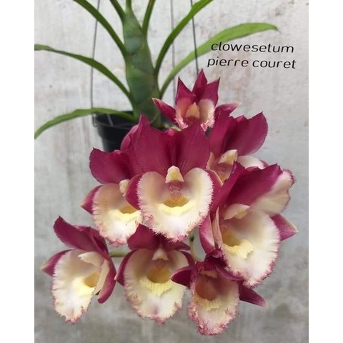 Jual Anggrek Clowesetum Pierre Couret | Shopee Indonesia