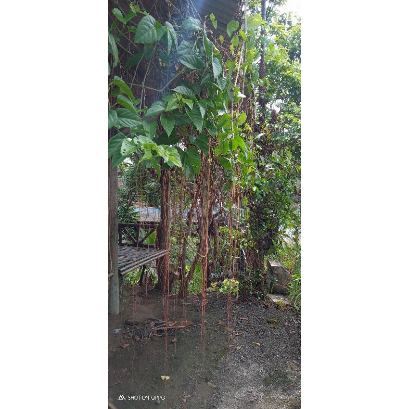 Jual 5 stek batang fres cutting,tanaman curtain ivy,merambat akar ...