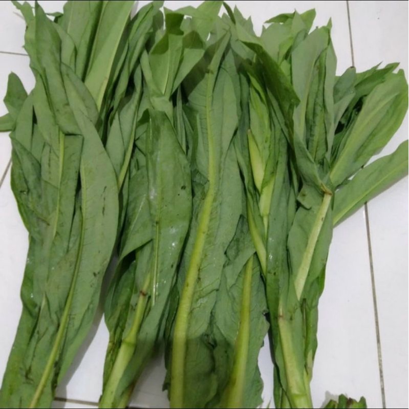 Jual Daun fumak segar 1kg | Shopee Indonesia
