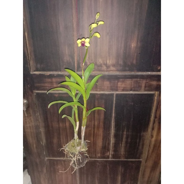 Jual DENDROBIUM CENDRAWASIH PASCA BUNGA | Shopee Indonesia