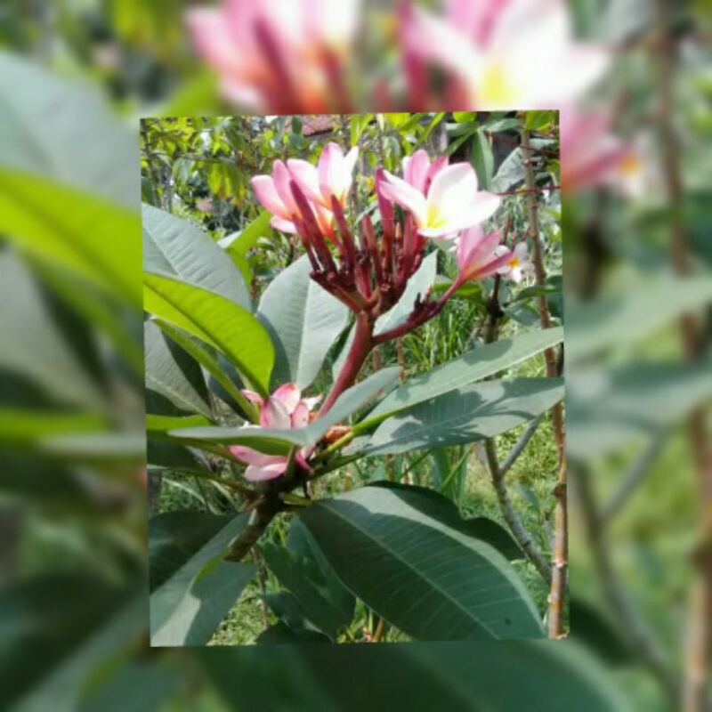 Jual stekan pohon kamboja bali bunga pink 3 batang | Shopee Indonesia