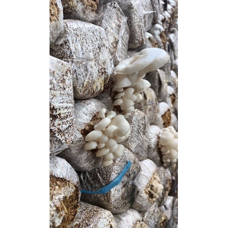 Jual Baglog jamur tiram putih log jamur bibit jamur budidaya jamur ...