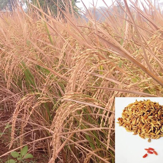 Jual Benih Padi Unggul Padi Beras Merah 5kg | Shopee Indonesia