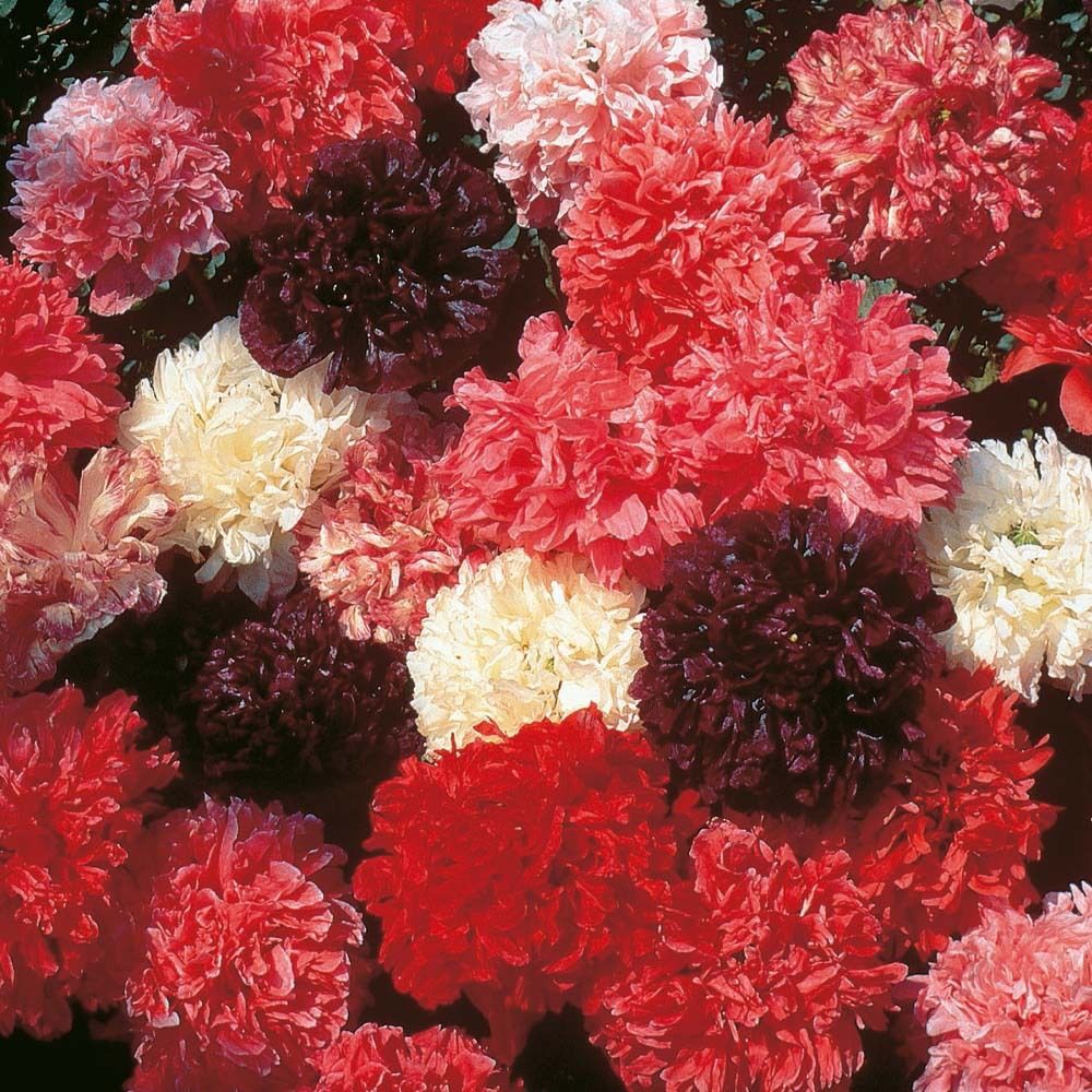 Jual Poppy Peony Mixed Colours 50 Biji (Benih Biji Bibit Tanaman Bunga ...