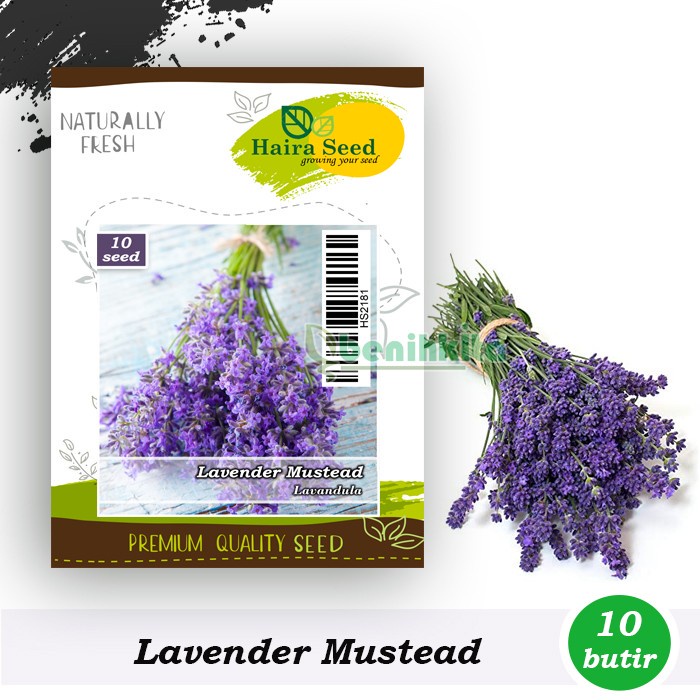 Jual Benih-Bibit Bunga Lavender Mustead (Haira Seed) | Shopee Indonesia