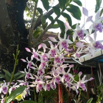 Jual dendrobium koleksian caesar warawan | Shopee Indonesia
