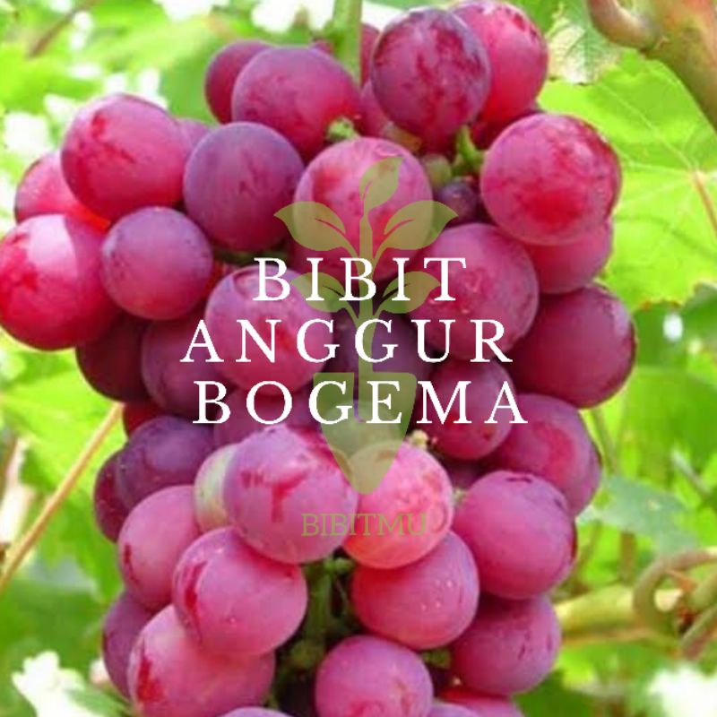 Jual BIBIT TANAMAN ANGGUR IMPORT BOGEMA | Shopee Indonesia Jual BIBIT TANAMAN ANGGUR IMPORT BOGEMA | Shopee Indonesia
