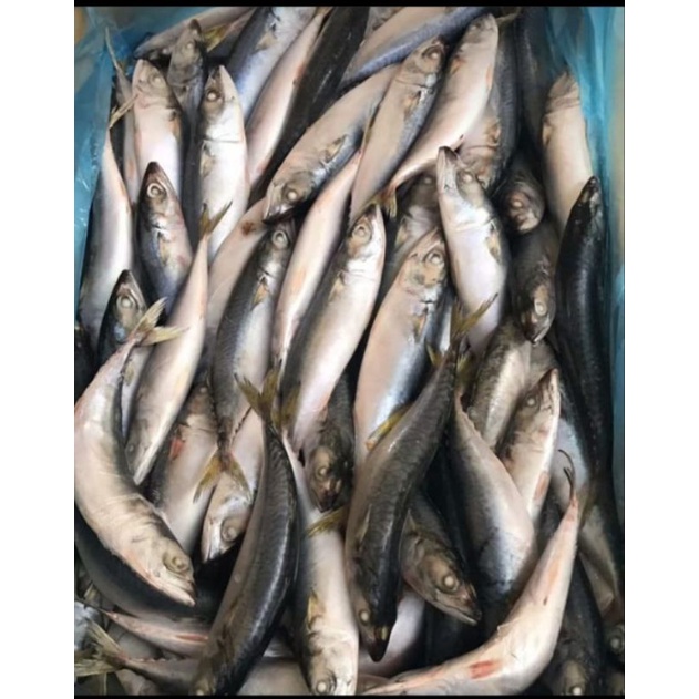 Jual Ikan Salem beku 1 kg | Shopee Indonesia