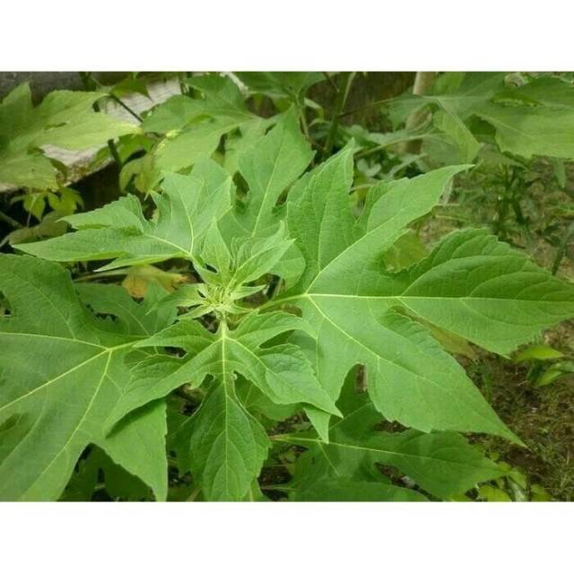 Jual pohon insulin ki pahit Asli! Bibit Daun Insulin Tanaman Obat ...