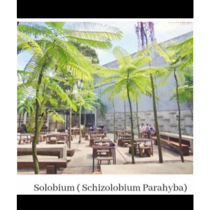 Jual Tanaman hias hidup pakis brazil solobium (schizolobium parahyba ...