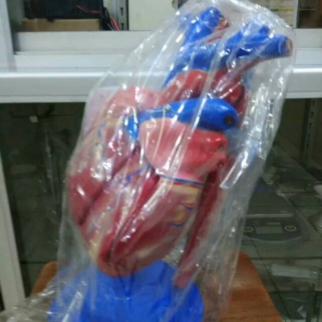 Jual MODEL TORSO JANTUNG MANUSIA | Shopee Indonesia
