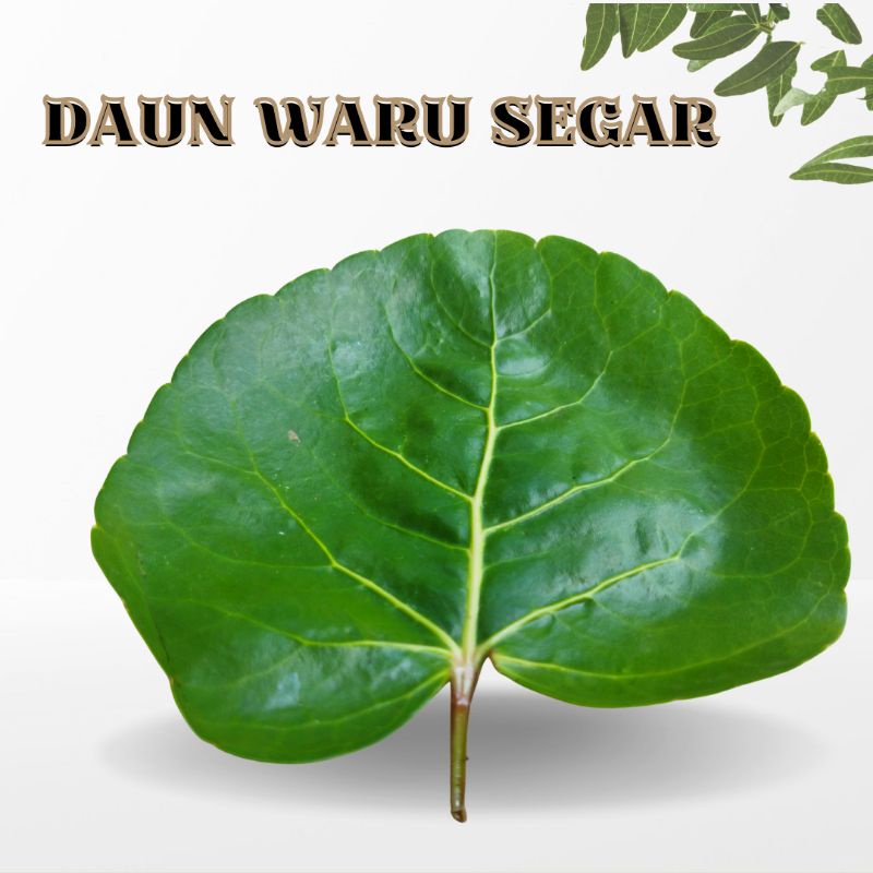 Jual Daun Waru Dapat Menyehatkan Rambut Segar Per Helai - Daun Waru ... Jual Daun Waru Dapat Menyehatkan Rambut Segar Per Helai - Daun Waru ...