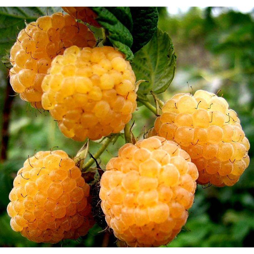 Jual Bibit Benih Biji Buah Raspberry Yellow - Biji Buah Raspberry ...