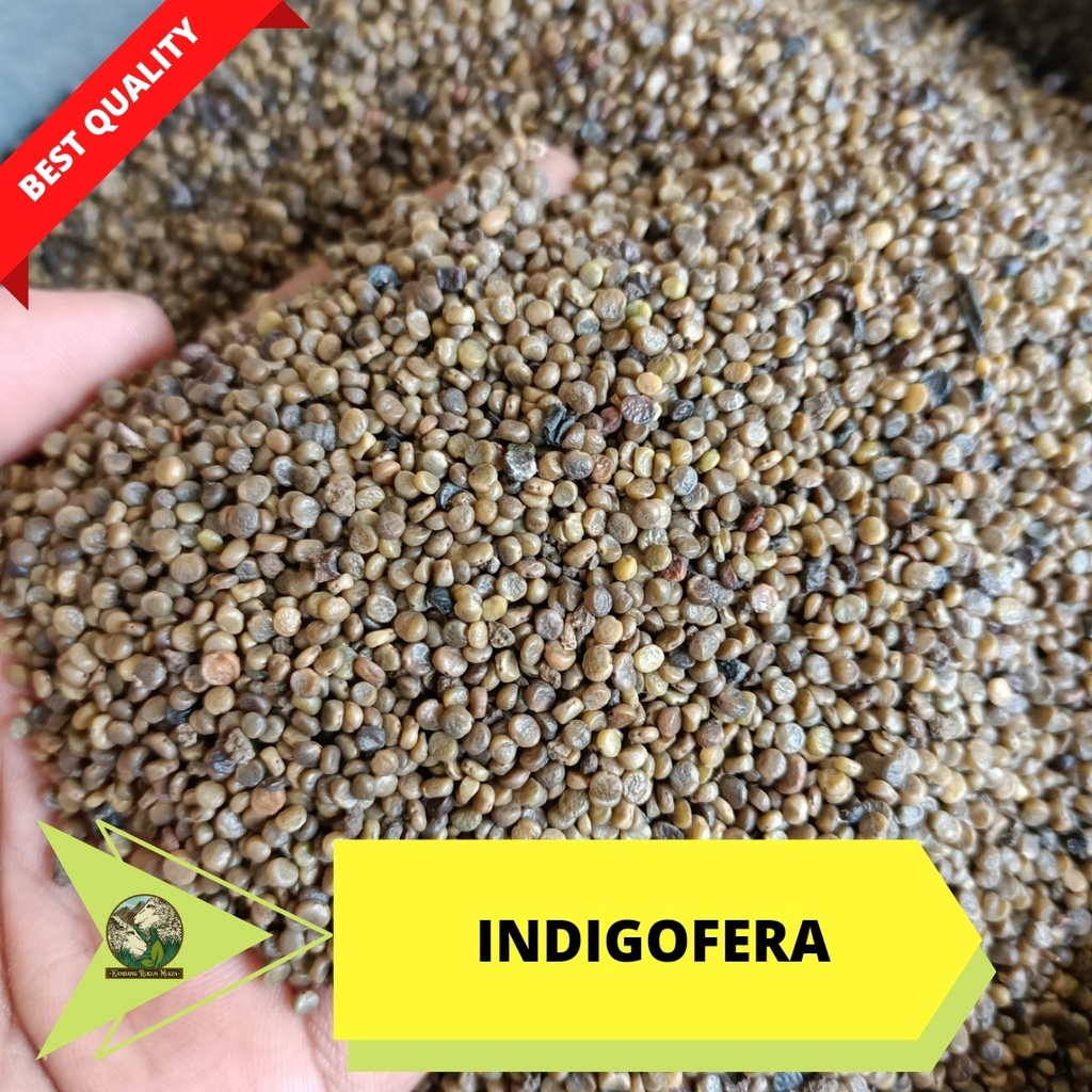 Jual Benih Indigofera 500gr Hijauan Pakan Ternak Protein Tinggi ...