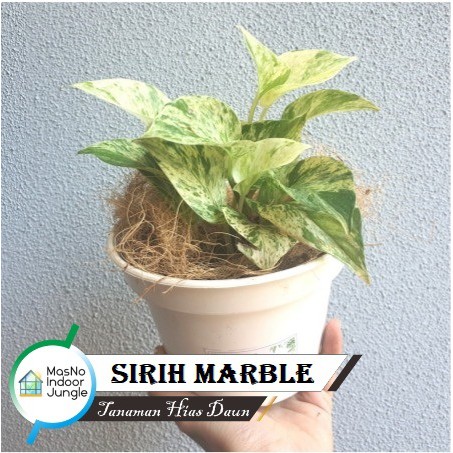 Jual Tanaman Daun Sirih Marble Putih - Bibit Tanaman Hias Hidup Sirih ...