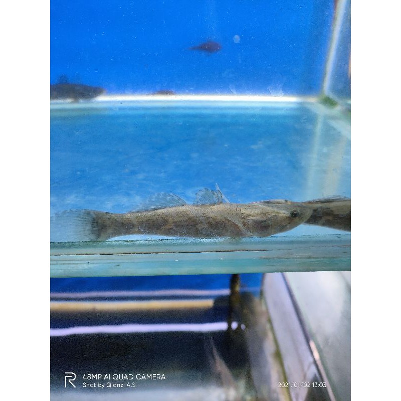 Jual ikan gabus malas ukuran 10 cm | Shopee Indonesia