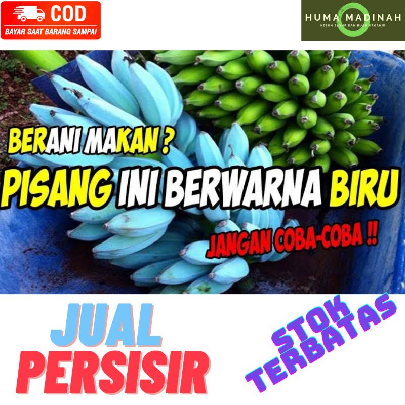 Jual PISANG BIRU BANANA BLUE JAVA RASA ES KRIM VANILA TERBATAS | Shopee ...