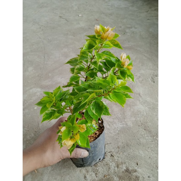 Jual Tanaman Hias Bougenville Singapore Bunga Kuning Shopee Indonesia